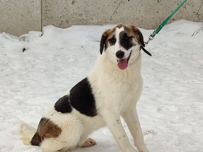 Собака друг и помощник