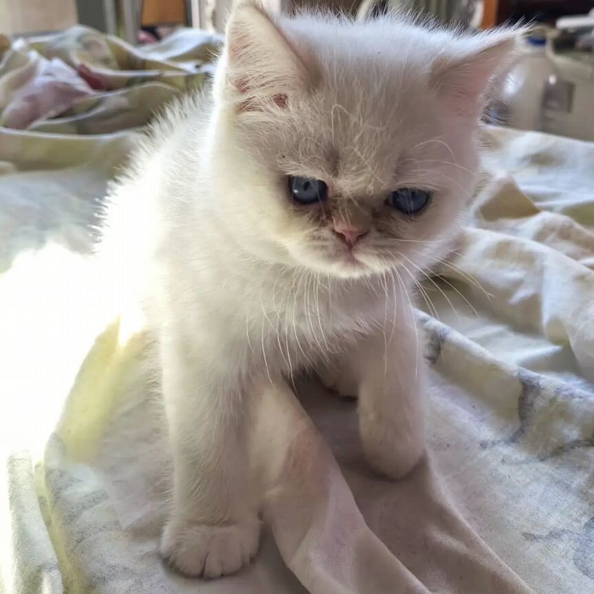 Экзотический короткошёрстный котёнок