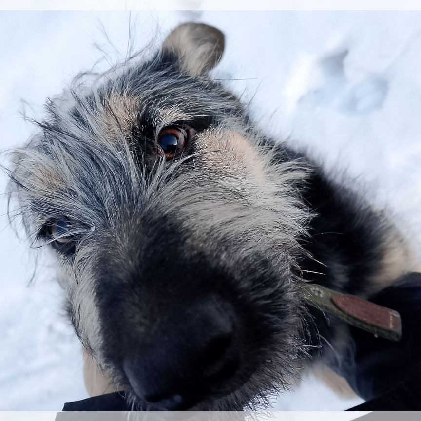 Щенок