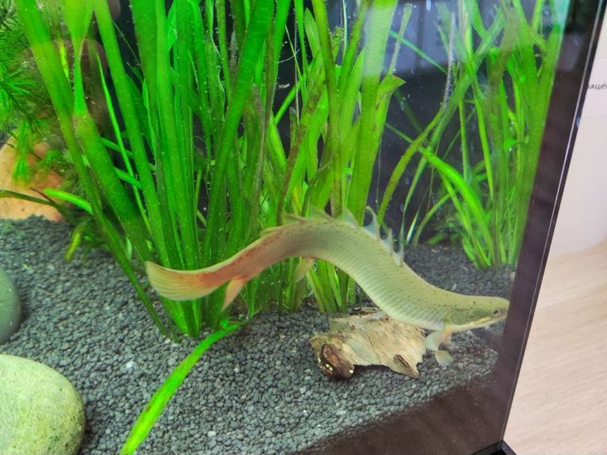 Каламоихт калабарский (Erpetoichthys calabaricus)