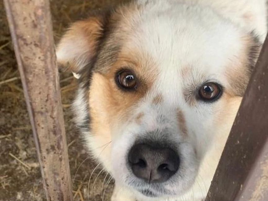 Собака в добрые руки