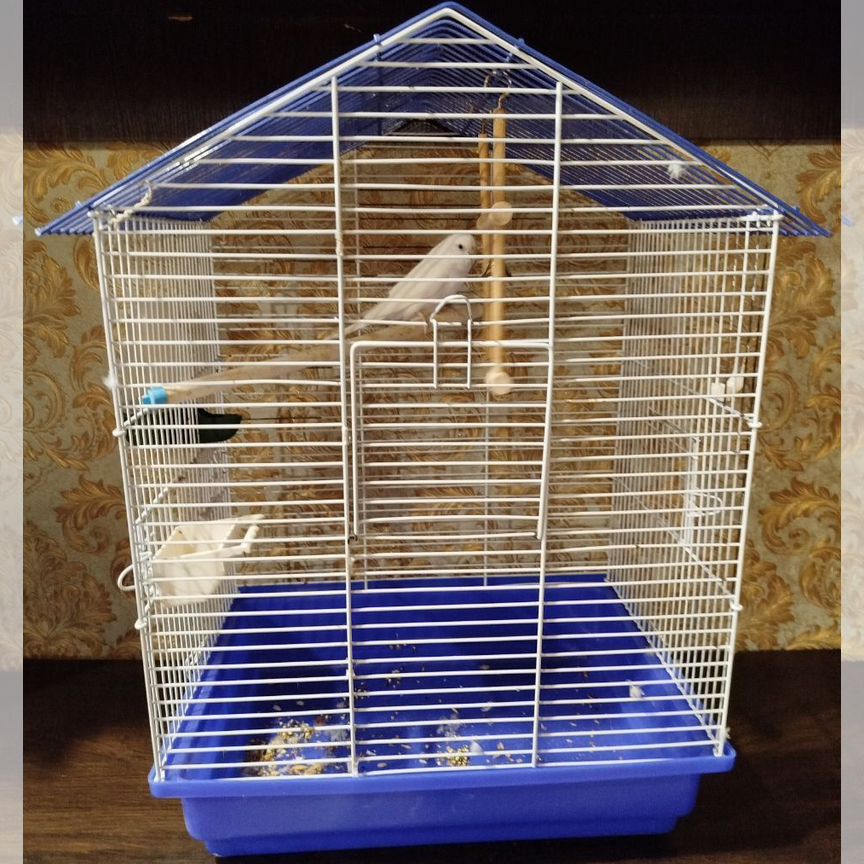 Белый попугай