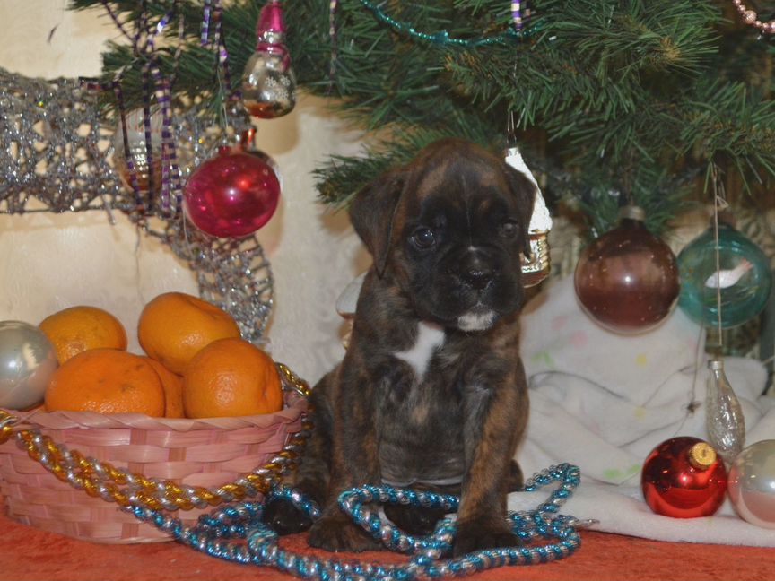 Боксер очаровашка