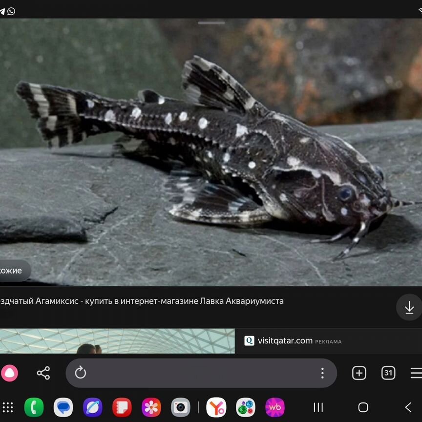 Барбусы, сомик, улитки, расстояние