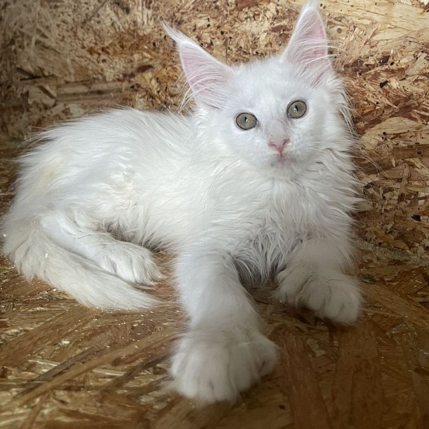 Мейн-кун котёнок