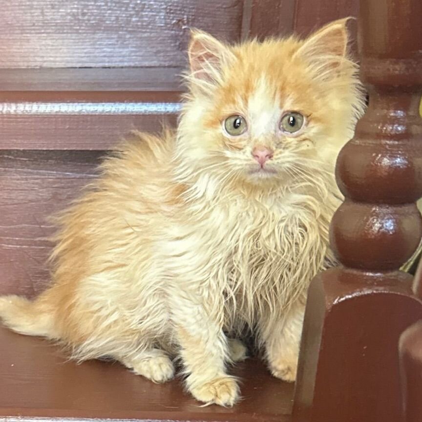 Котёнок в добрые руки