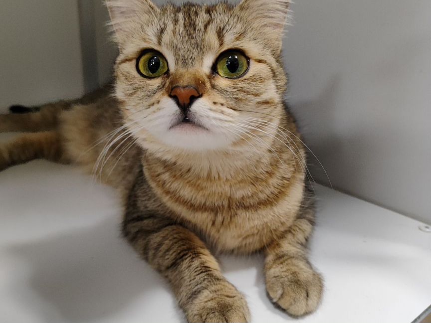Кошка Алиса