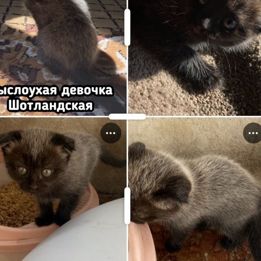 Шотландский прямоухий длинношёрстный котёнок