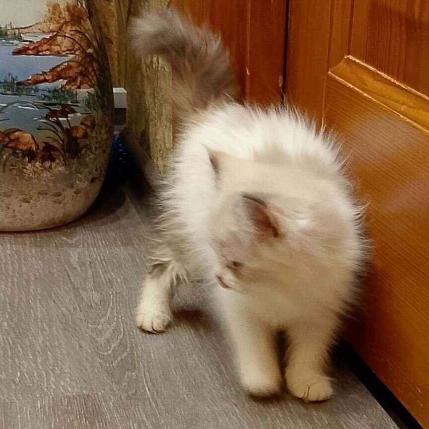 Сибирский котёнок