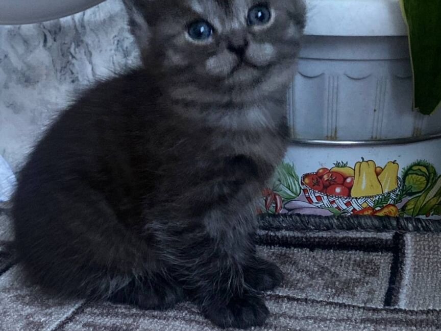 Мальчик и девочка от британской кошки