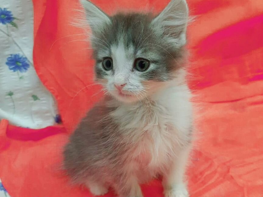 Котенок девочка в добрые руки