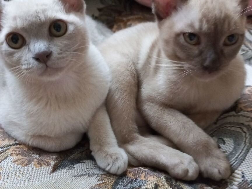 Бурманские котята