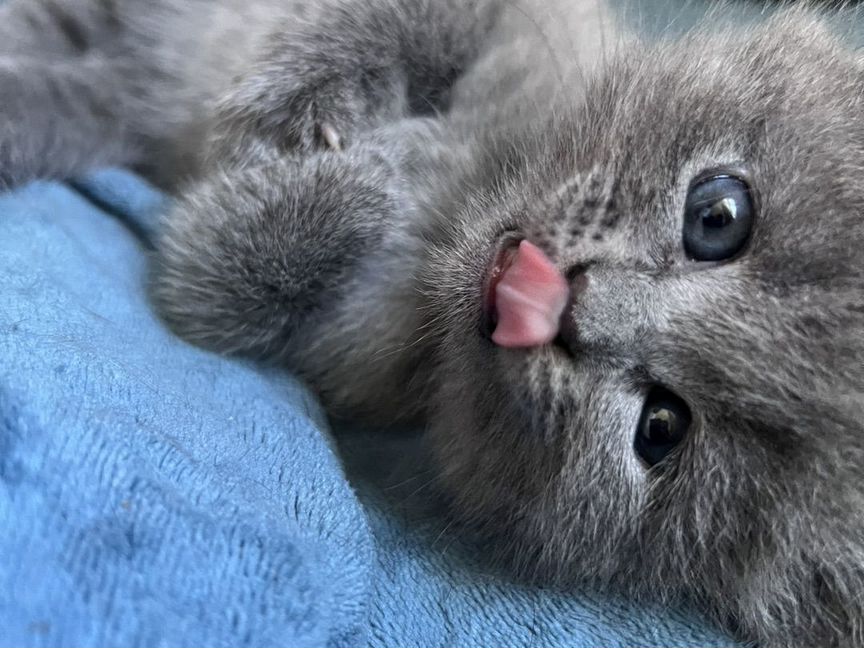 Британские котята