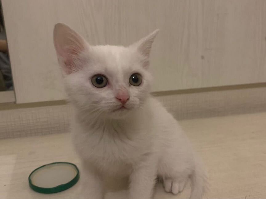 Котята турецкой ангоры