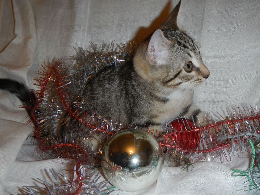 Котенок полосатый в добрые руки