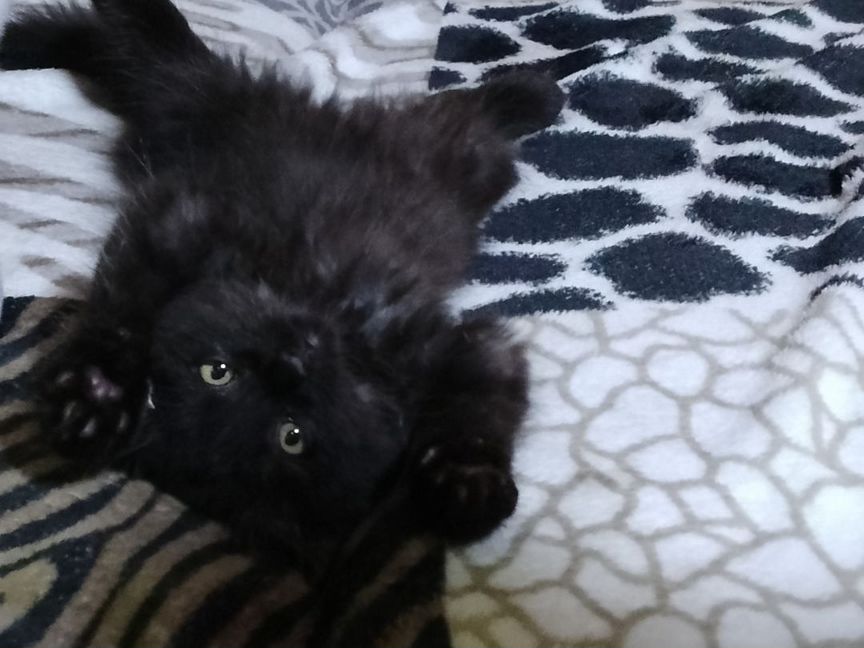 Черный британец