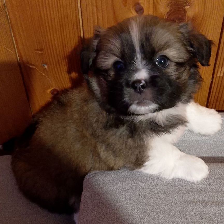 Пекинес, щенок