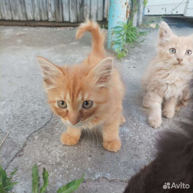 Хвостики ищут спасения
