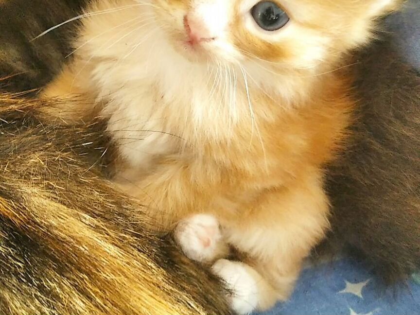 Котик Васек, 3 мес