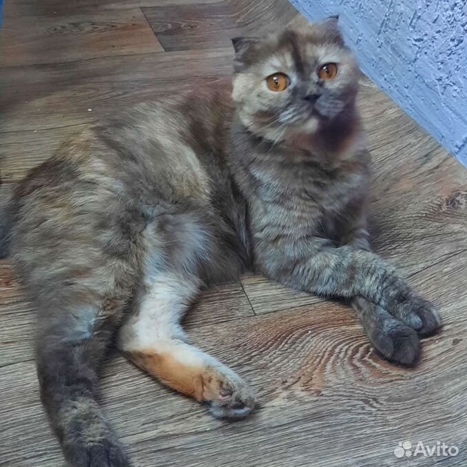 Шотландская вислоухая кошечка