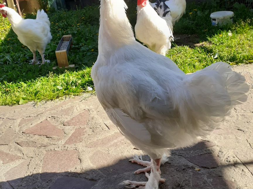 Молодые петушки