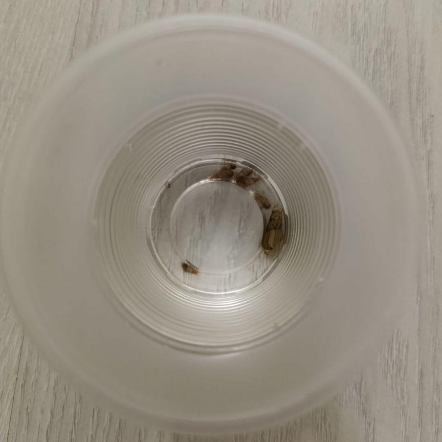 Улитки мелания