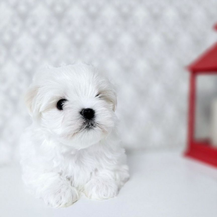 Мальчики мальтезе