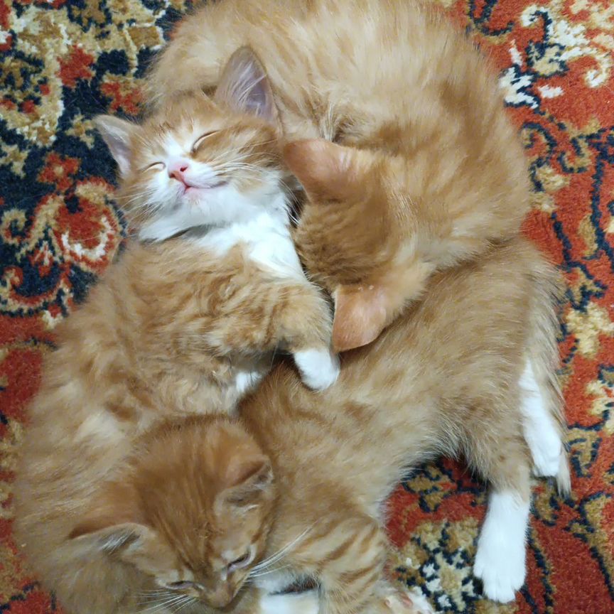 Котёнок в добрые руки