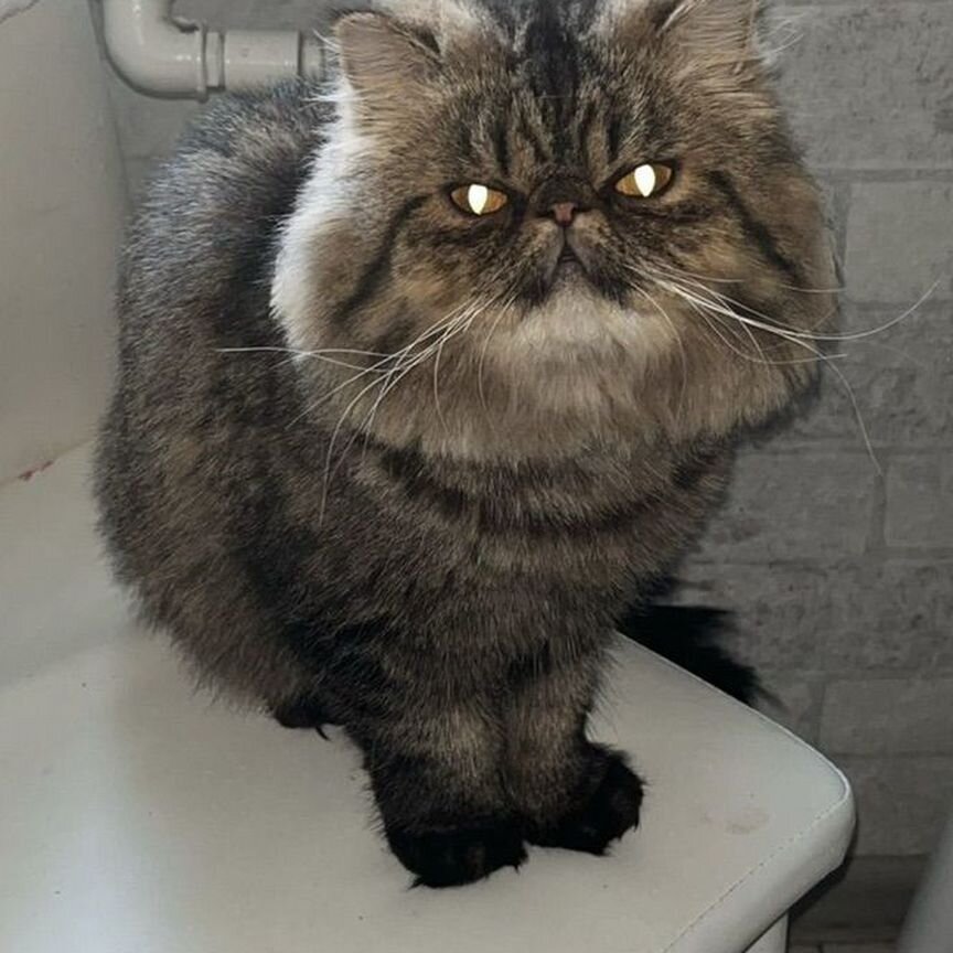 Кошечка экзот
