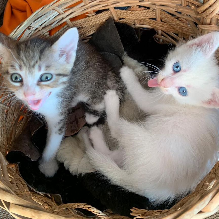 Котята в добрые руки приучены к лотку