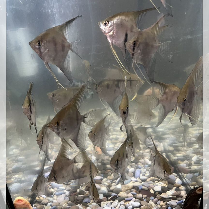 Скалярия Клоун