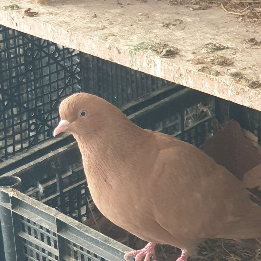 Голубь пойманный резерв до пятницы