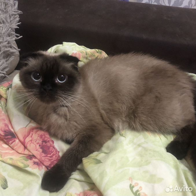 Кошка сиамская вислоухая