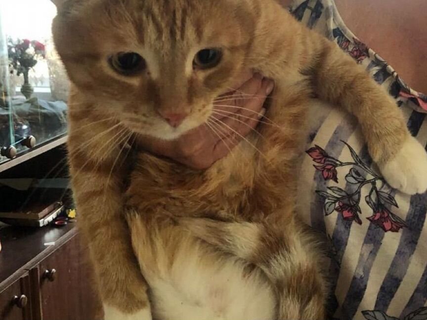 Домашний рыжий кот ищет новый дом
