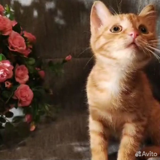 Отдадим в добрые руки рыжего котенка - мальчика