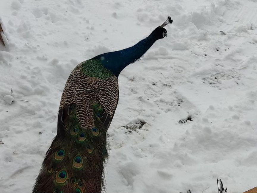 Продаю павлинов