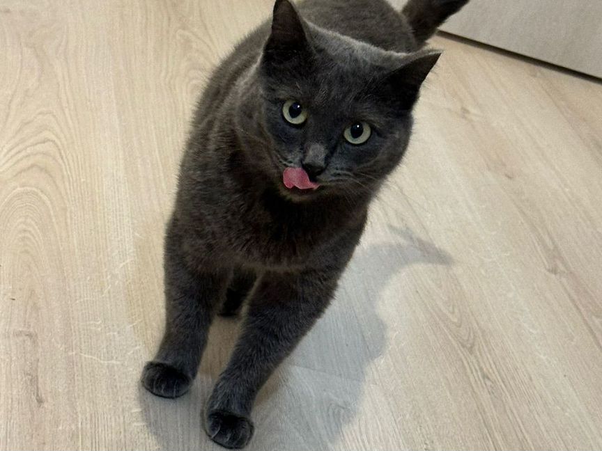 Русская голубая кошка