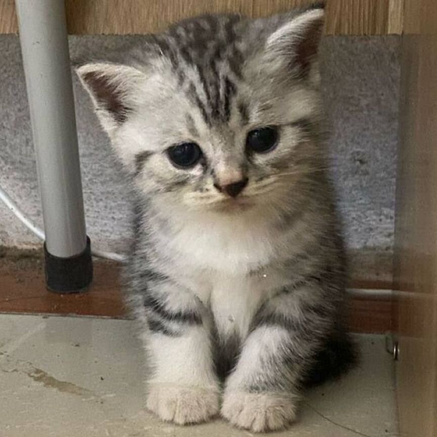 Шотландский вислоухий короткошёрстный котёнок