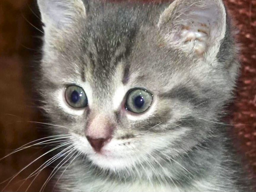 Котёнок кошечка Манюня 1,5 мес возраст