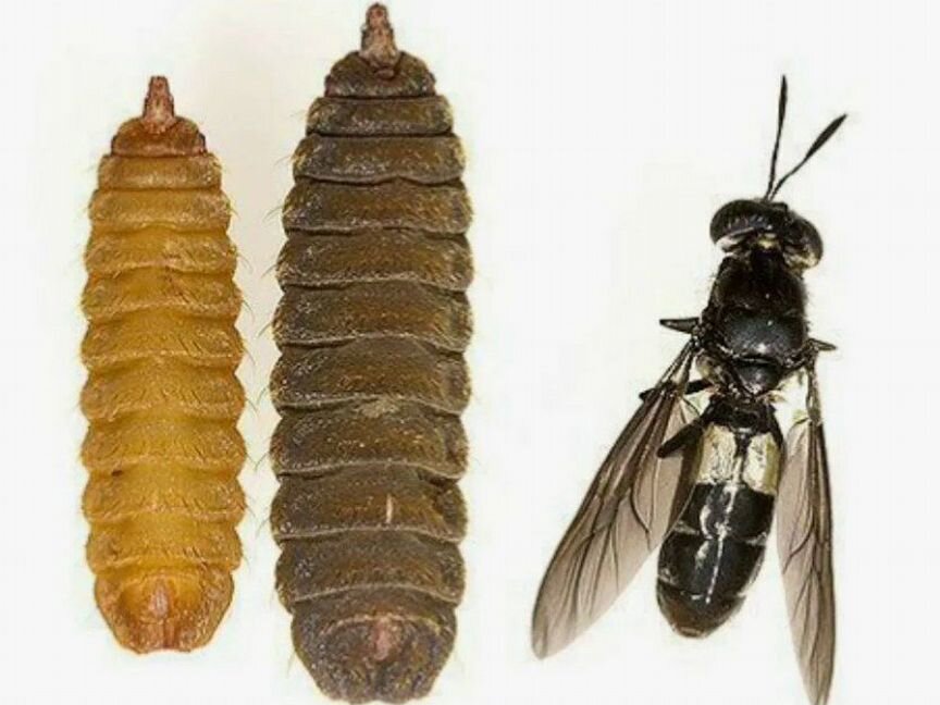 Муха львинки,личинка львинки(Phoenix,Calci,Repti)