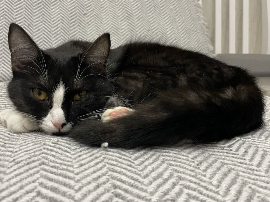 Отдадим молодую кошку