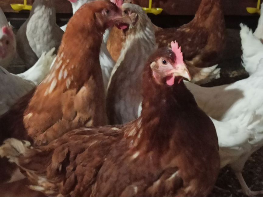 Куры запись на март