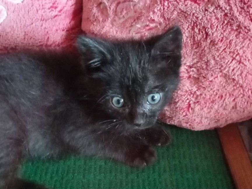 Кошка в дар бесплатно