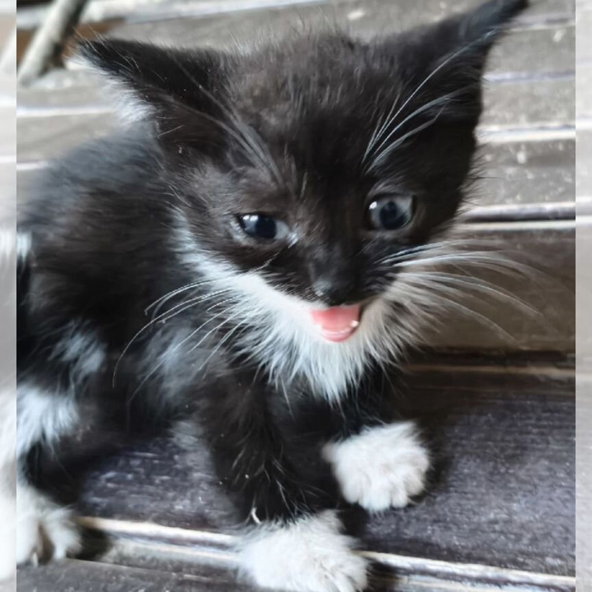 Котёнок в добрые руки