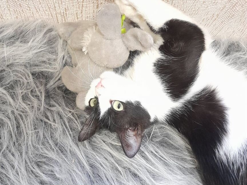 Кошечка Николь в добрые ручки