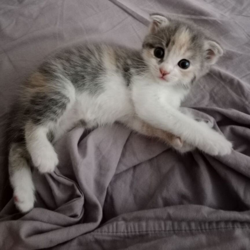 Котенок шотландская вислоухая