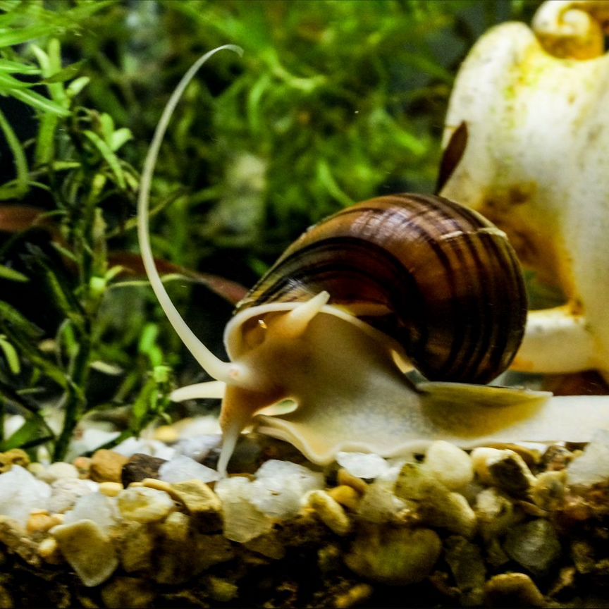 Улитки ампулярии