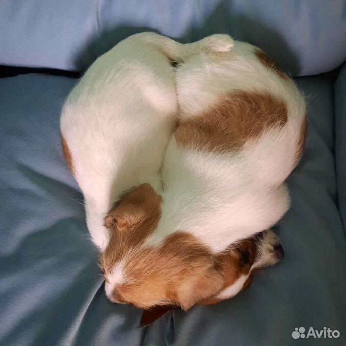 Щенок 3 месяцев Джек Расселл брокен