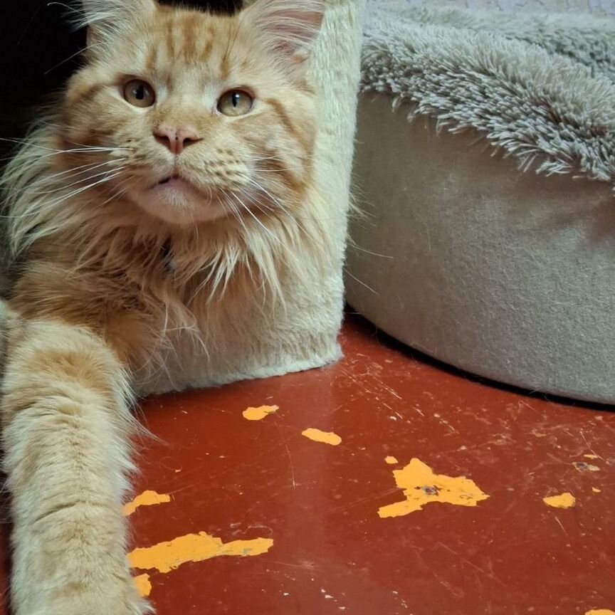 Кот мейн-кун