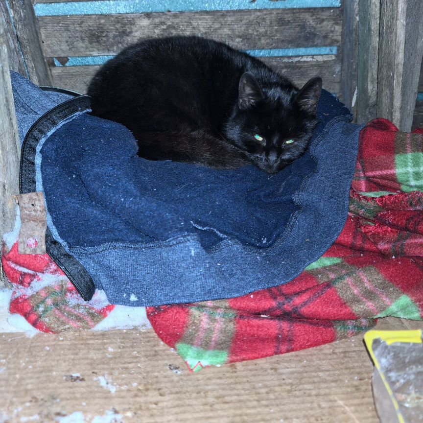 Взрослая, Девочка кошка в добрые руки